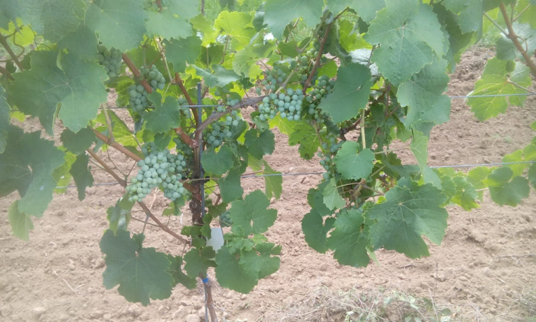 Riesling, Weißer | Rebenhof Bernd GbR