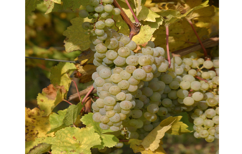 Riesling, Weißer | Rebenhof Bernd GbR